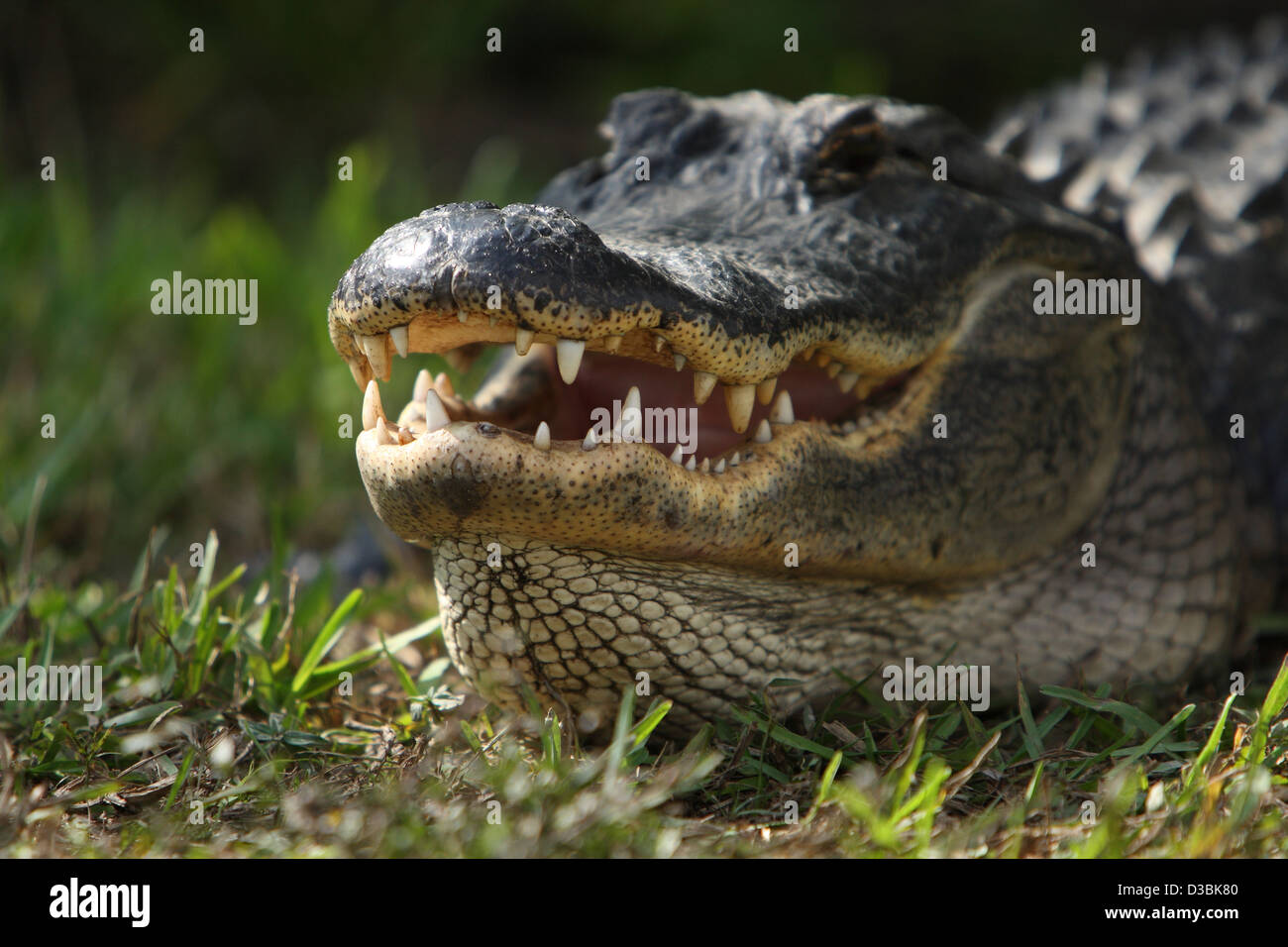 Alligator hatchlings hi-res stock photography and images - Alamy