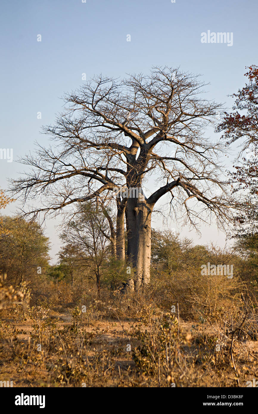 Boabab tree in Namibia Stock Photo - Alamy