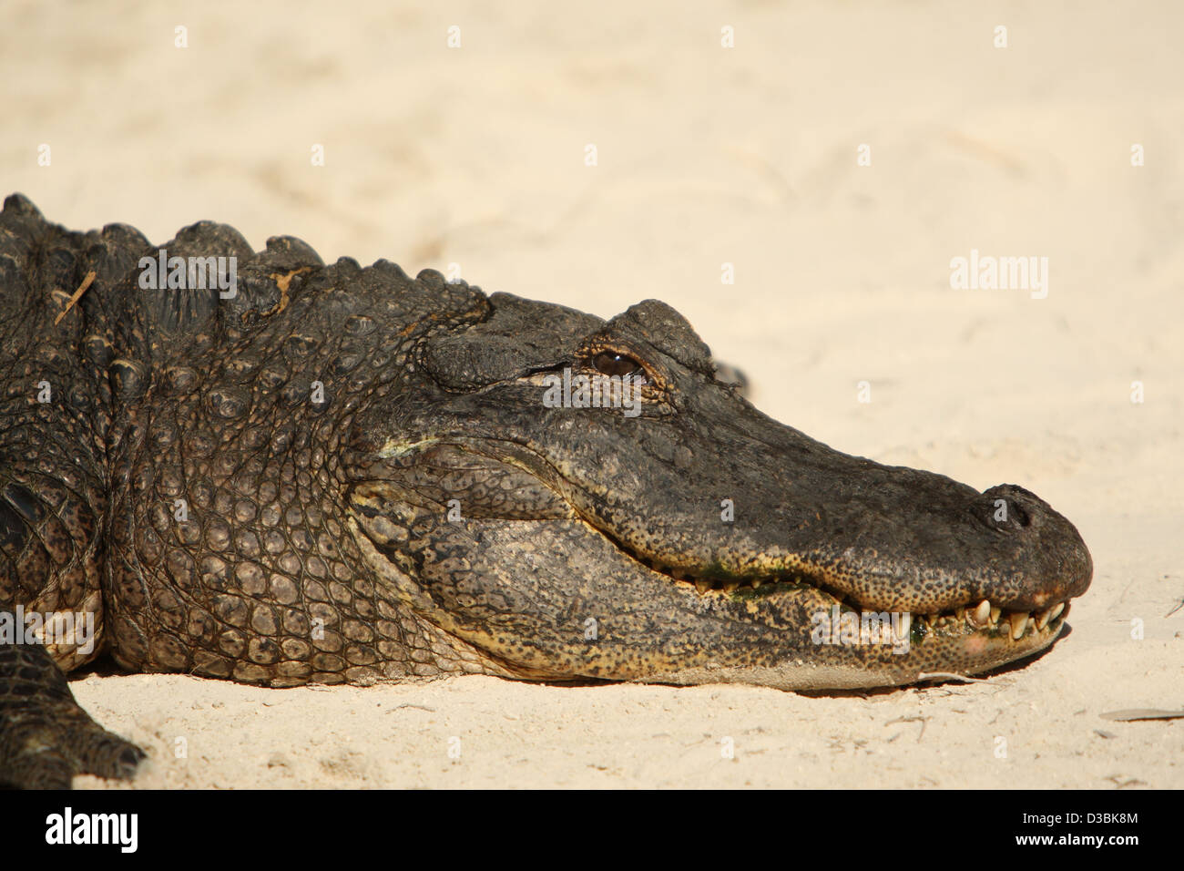 Alligator hatchlings hi-res stock photography and images - Alamy
