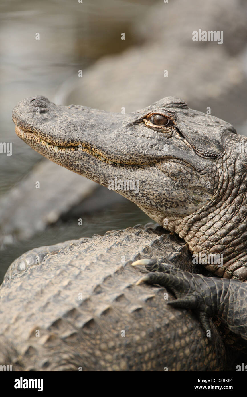 Alligator hatchlings hi-res stock photography and images - Alamy