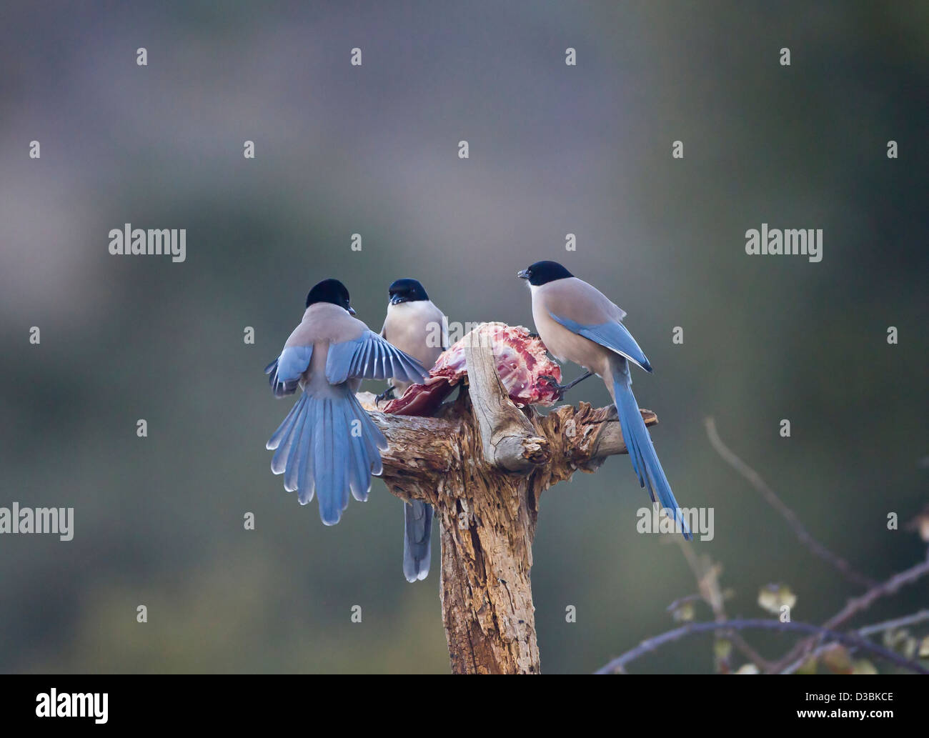 Azure winged Magpies Cyanopica cyana feeding on carrion Spain Stock ...