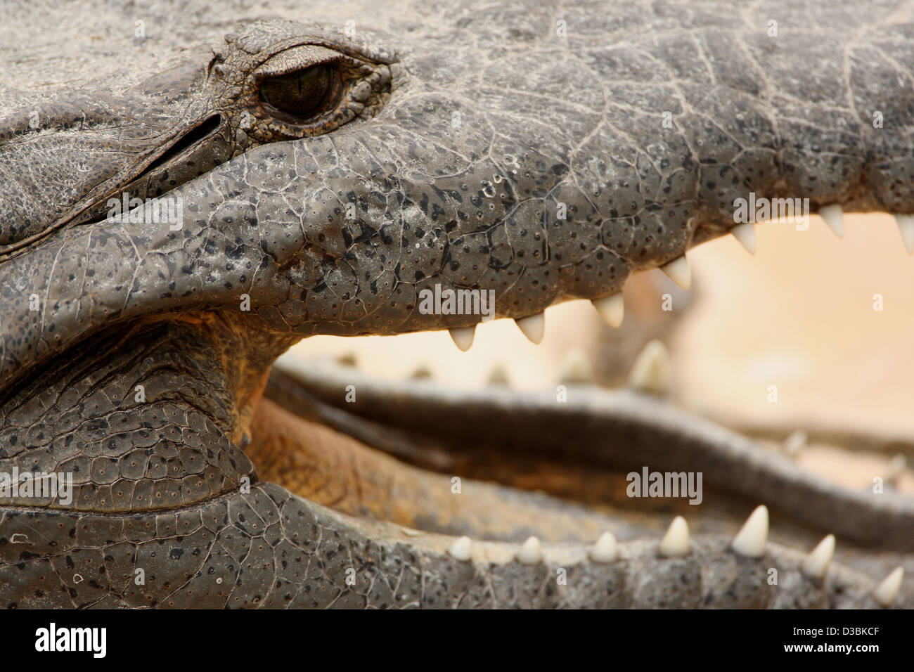 Alligator hatchlings hi-res stock photography and images - Alamy