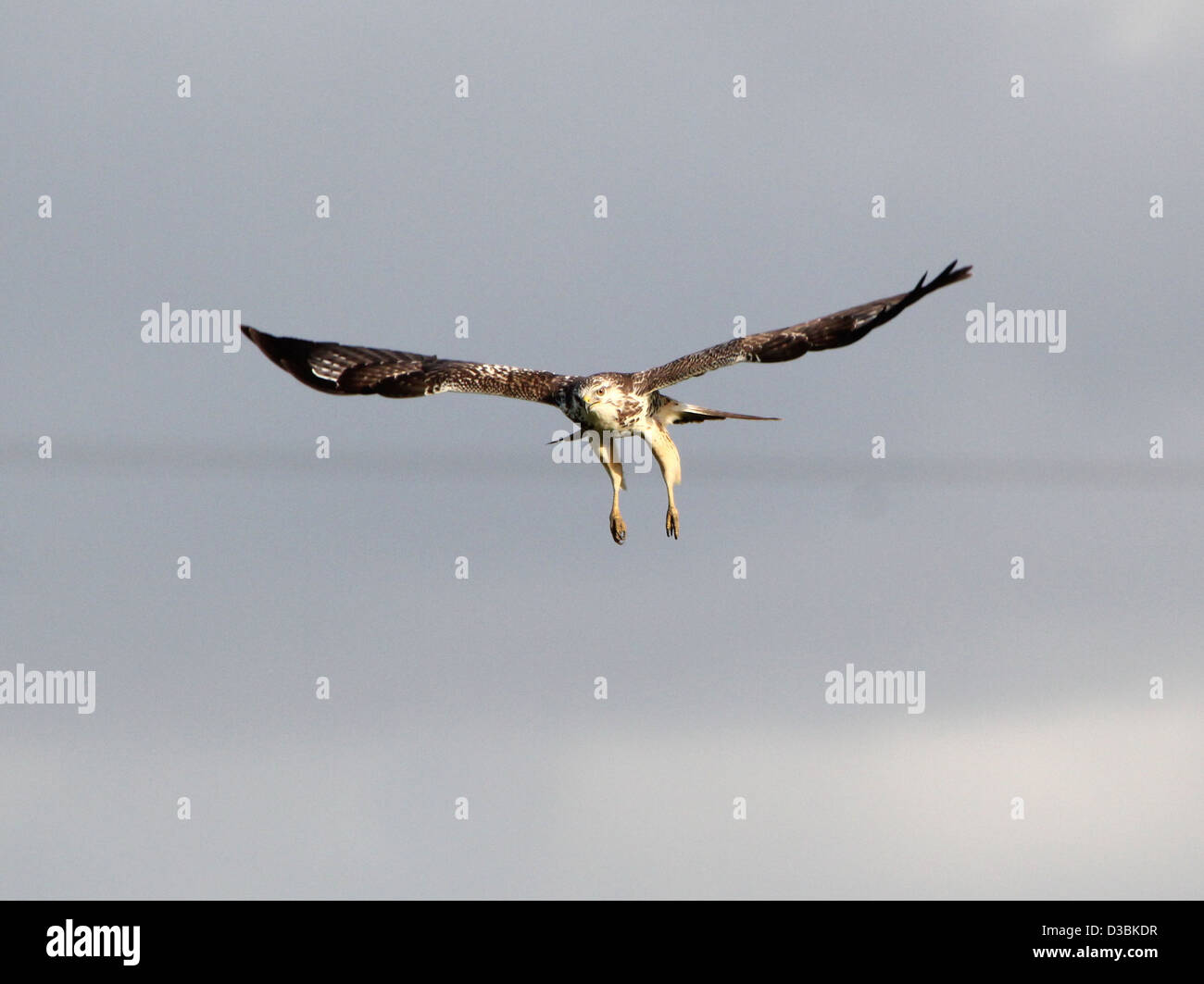 Red tailed hawk buzzard buteo hi-res stock photography and images - Alamy