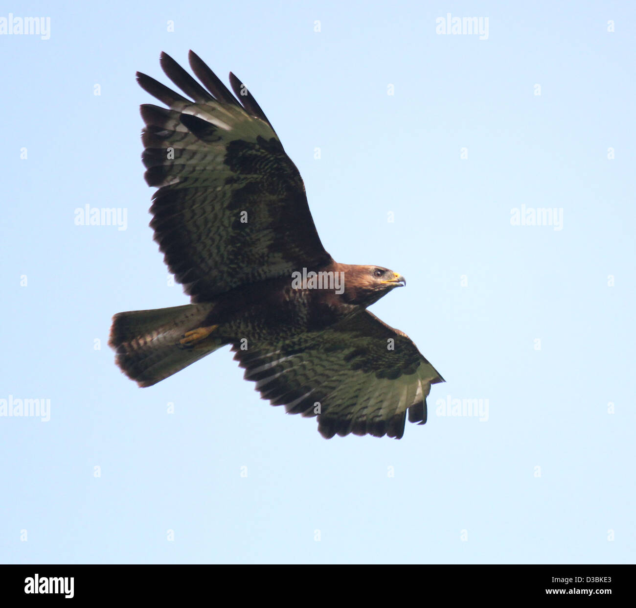 Variable wing patterns hi-res stock photography and images - Alamy