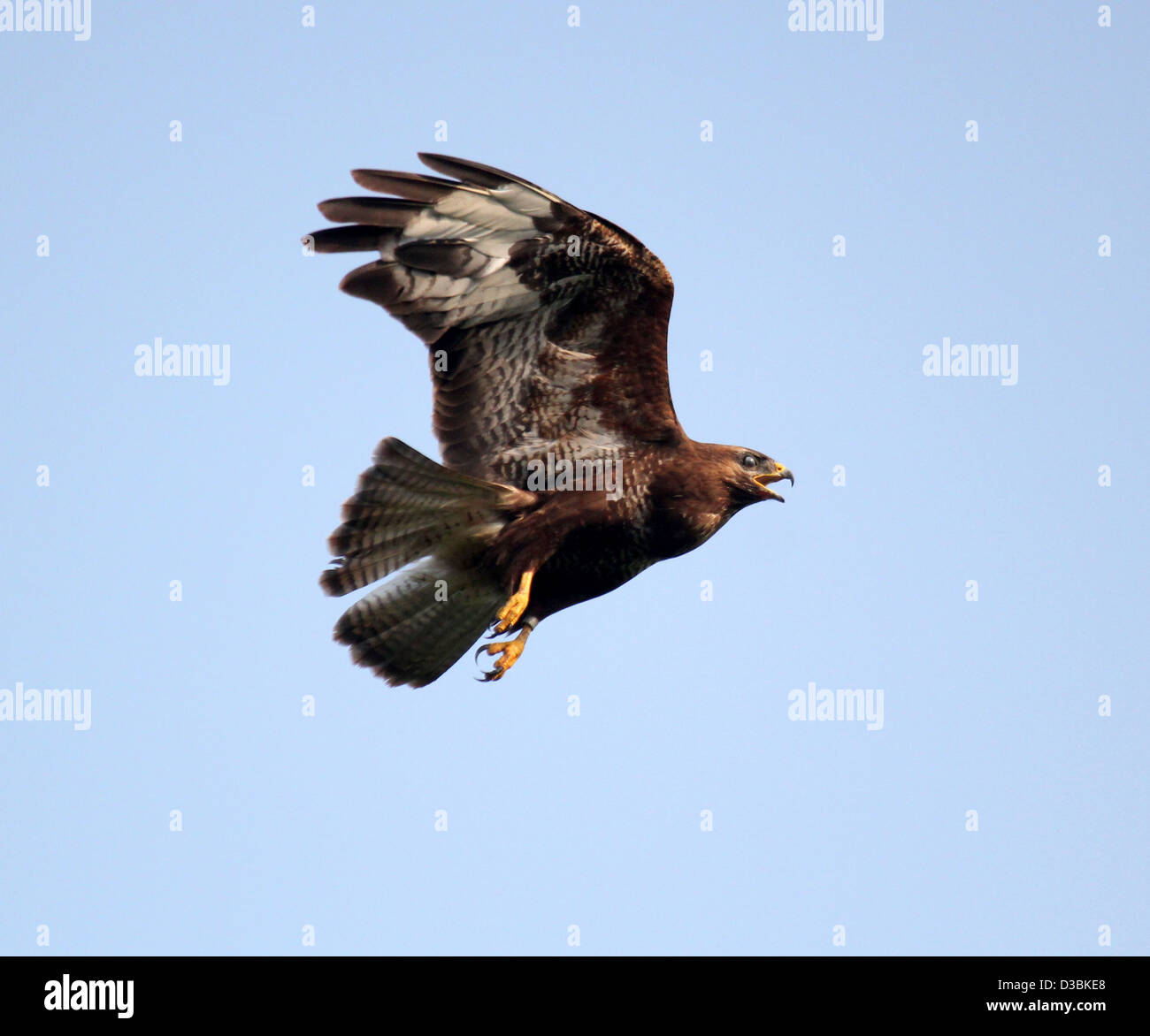 Territorial buzzard hi-res stock photography and images - Alamy