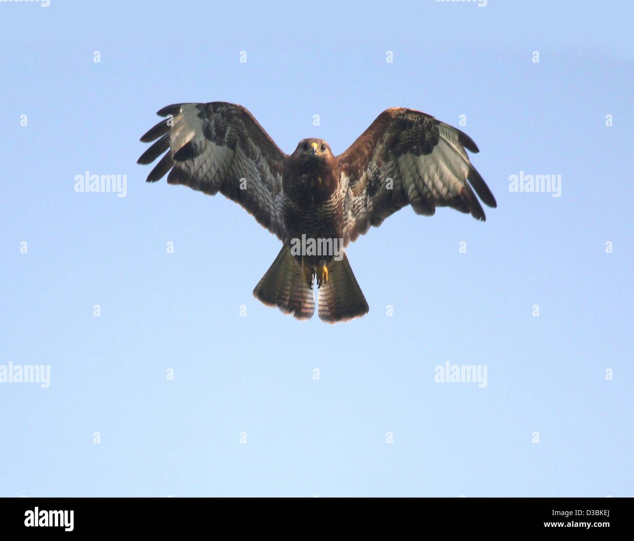 Close-up of a European Buzzard (buteo buteo) in flight Stock Photo - Alamy