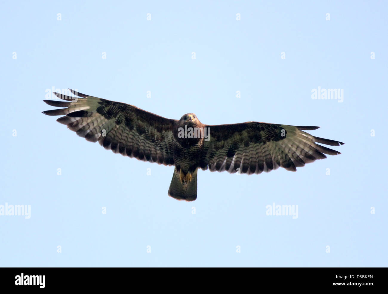 Close-up of a European Buzzard (buteo buteo) in flight Stock Photo - Alamy