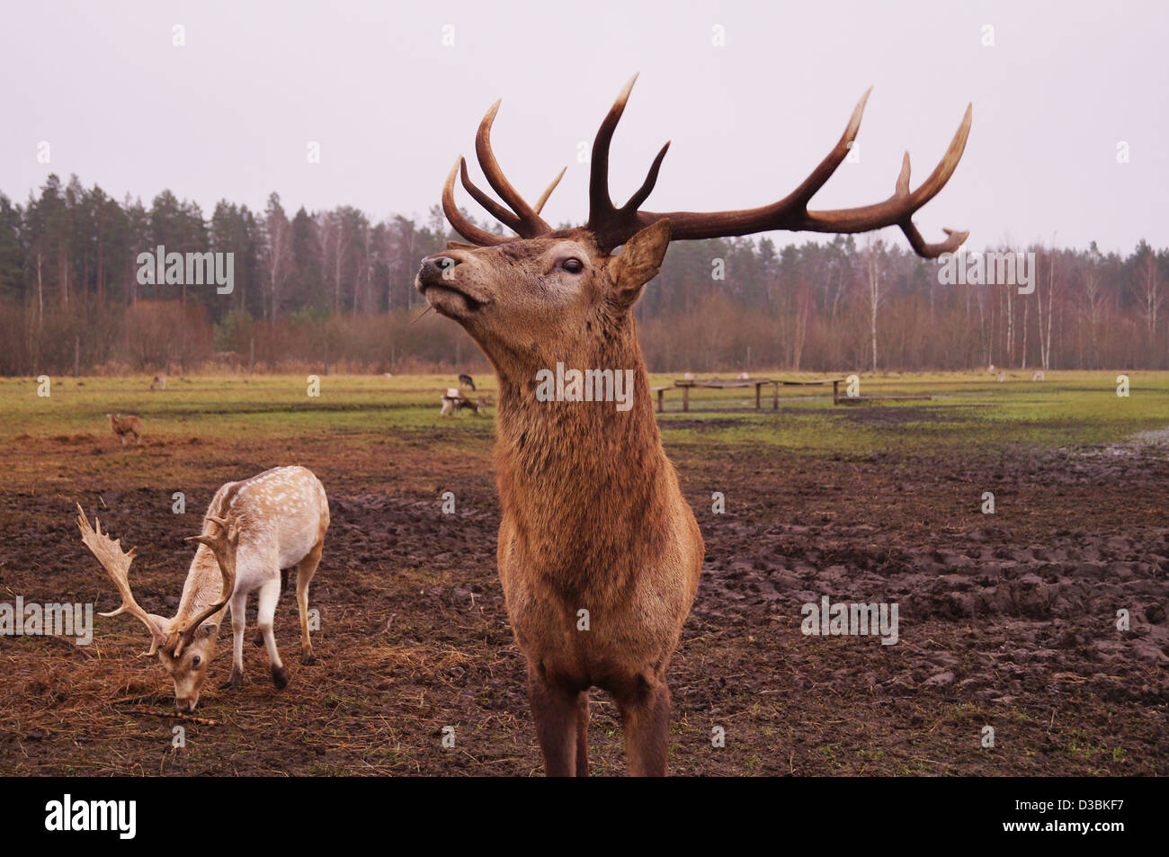 Dear stag in nature Stock Photo - Alamy