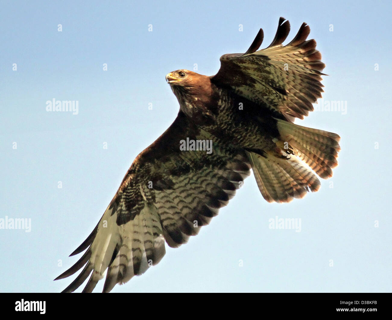 Buzzard wing patterns hi-res stock photography and images - Alamy