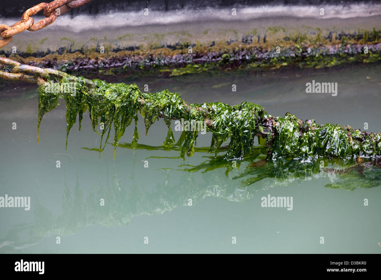 Old rusting Mooring Chain covered in Seaweed in the Venetian Lagoon ...
