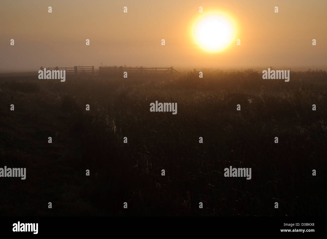 Elmley marshes nature reserve on hi-res stock photography and images ...