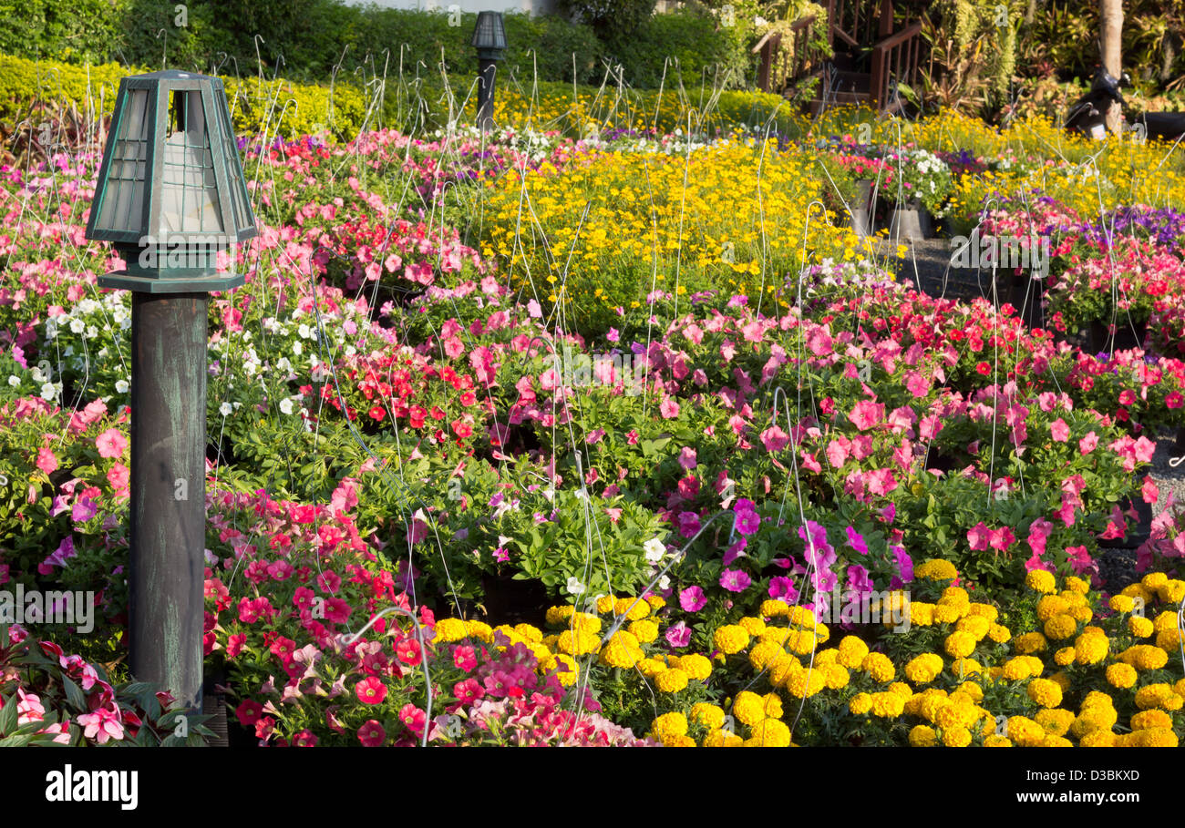 Beautiful and Colorful Flowers in the Garden Stock Photo - Alamy