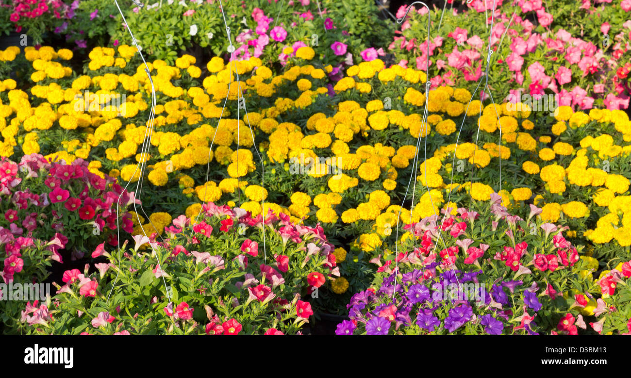 Beautiful and Colorful Flowers in the Garden Stock Photo - Alamy