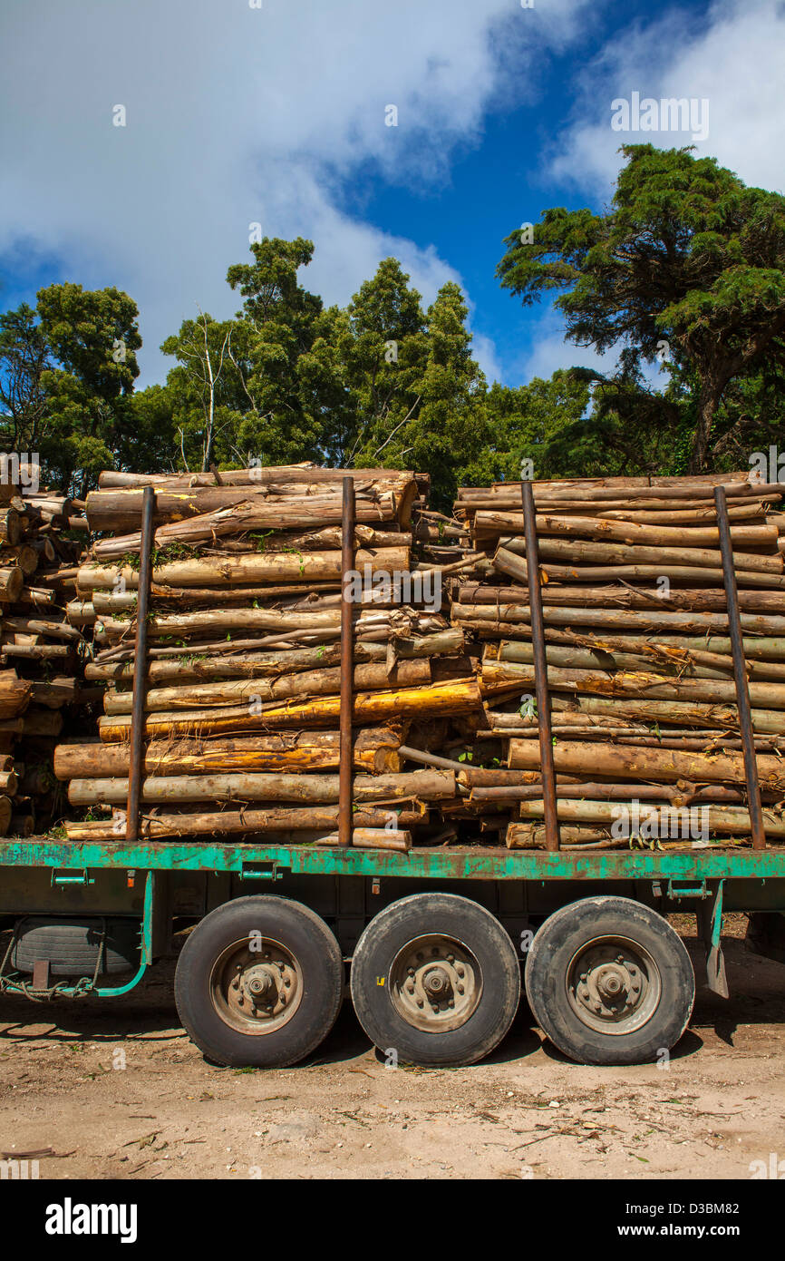Truck transporting timber Stock Photo - Alamy