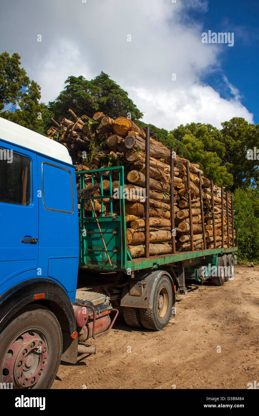 Truck transporting timber Stock Photo - Alamy