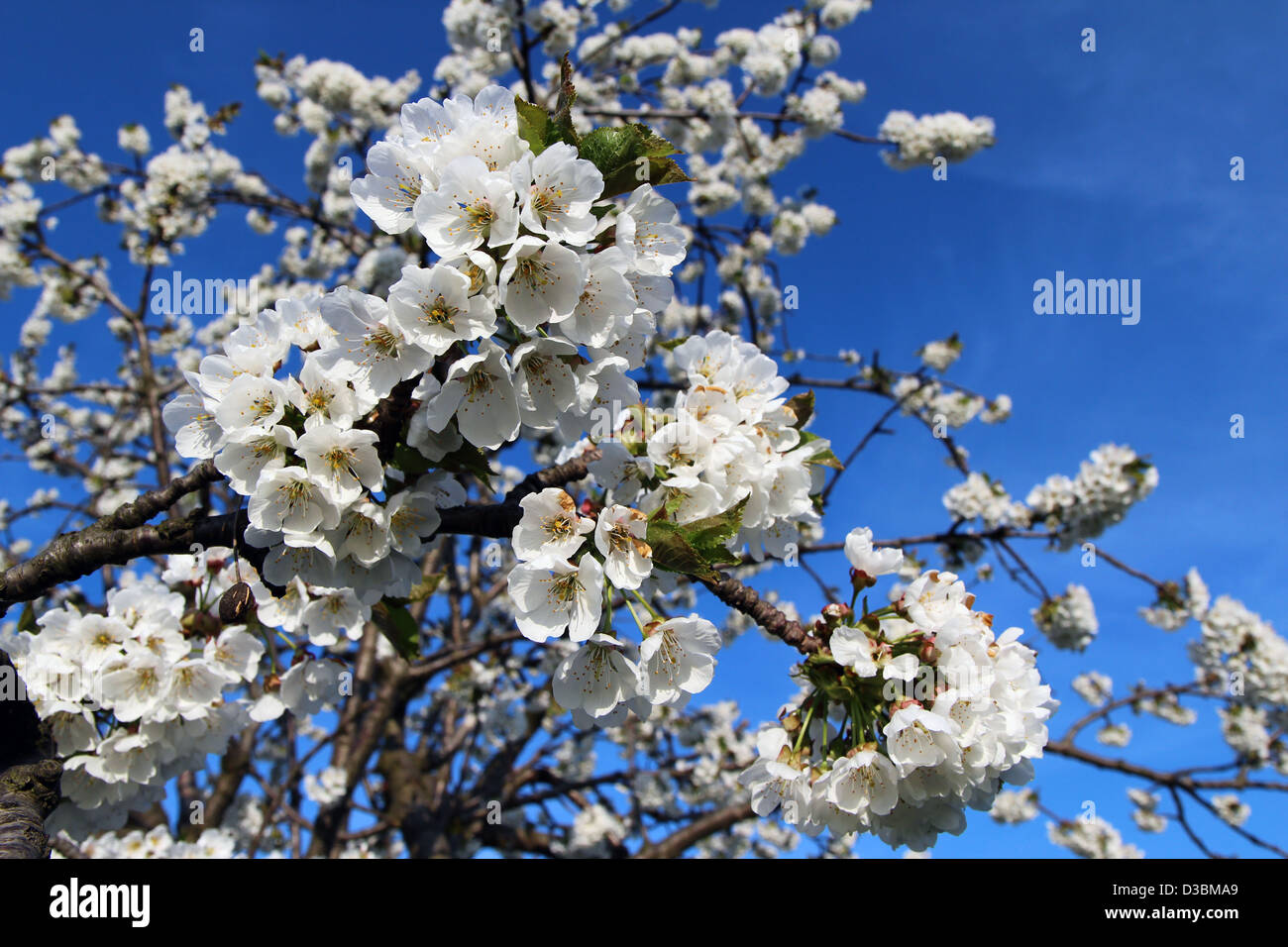 nice white small cherry tree blossoms under dark blue sky Stock Photo ...