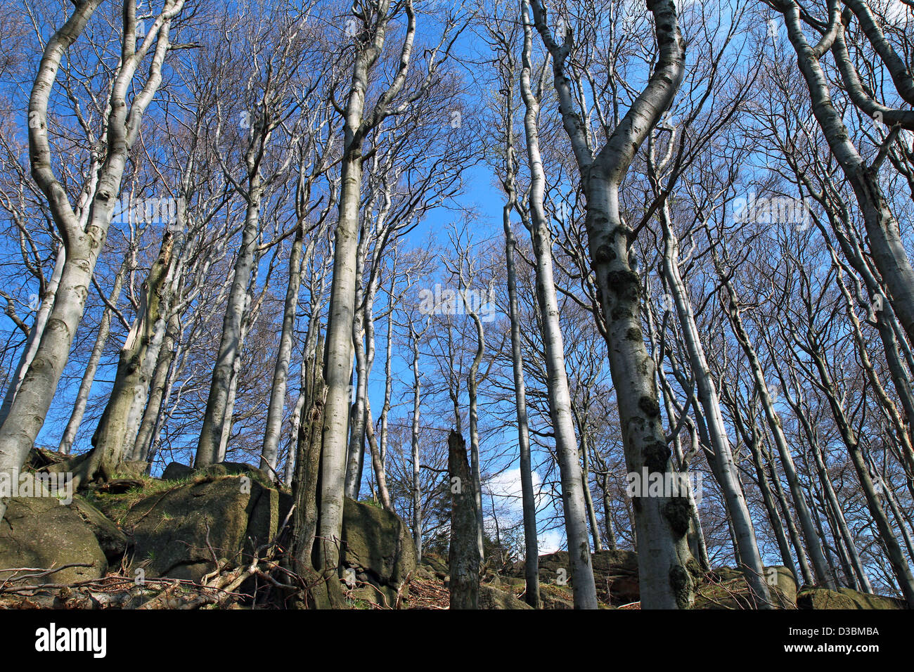Blue gray bark hi-res stock photography and images - Alamy