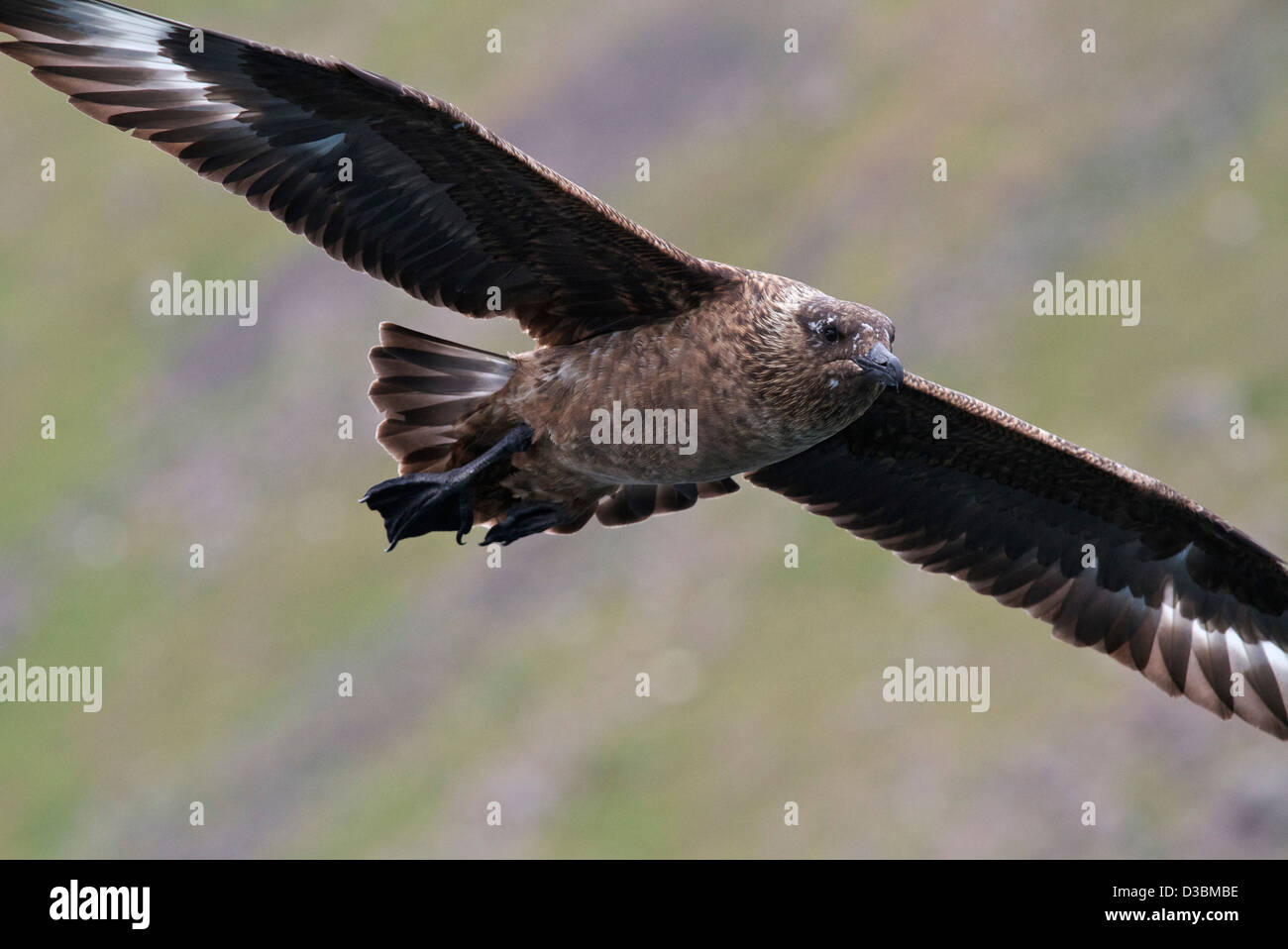 Great Skua flying Stock Photo - Alamy