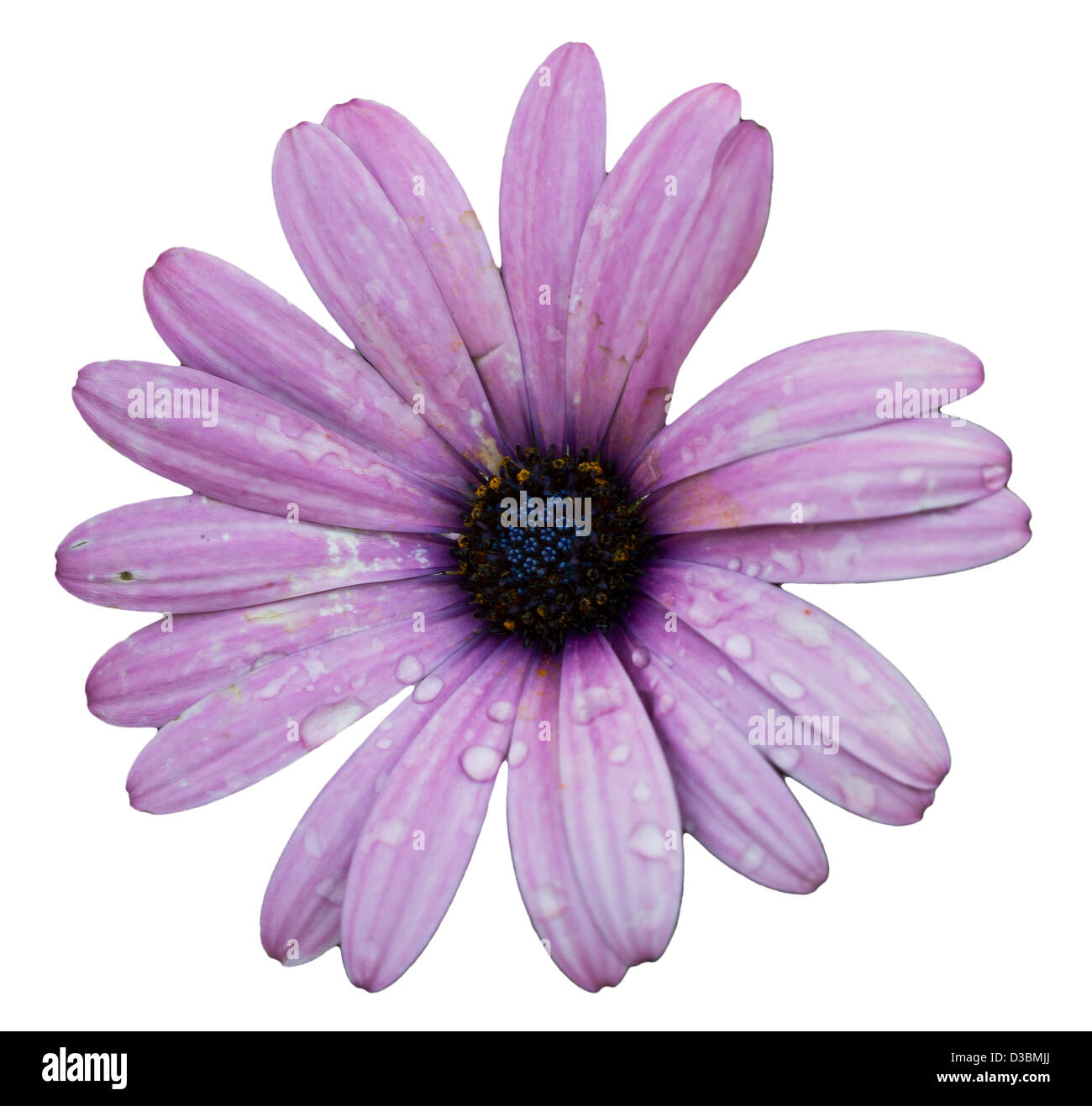 Purple flowers in park Cut Out Stock Images & Pictures - Alamy