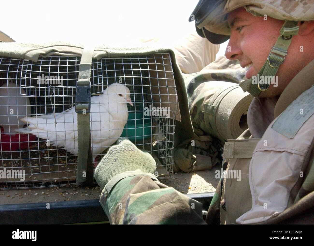 Pigeon attack hi-res stock photography and images - Alamy