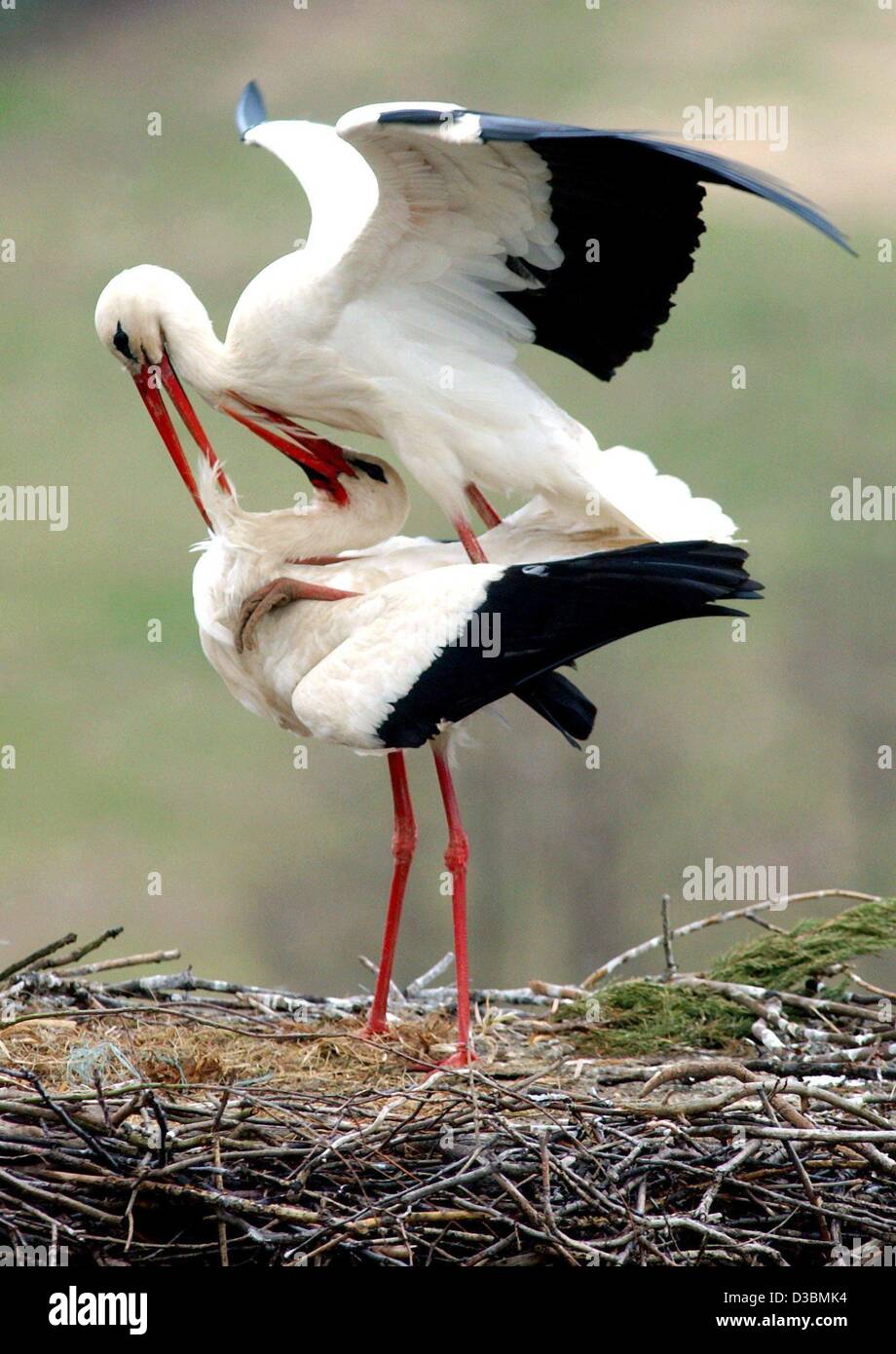 Human interest hum animals nature stork storch nest spring germany hi ...
