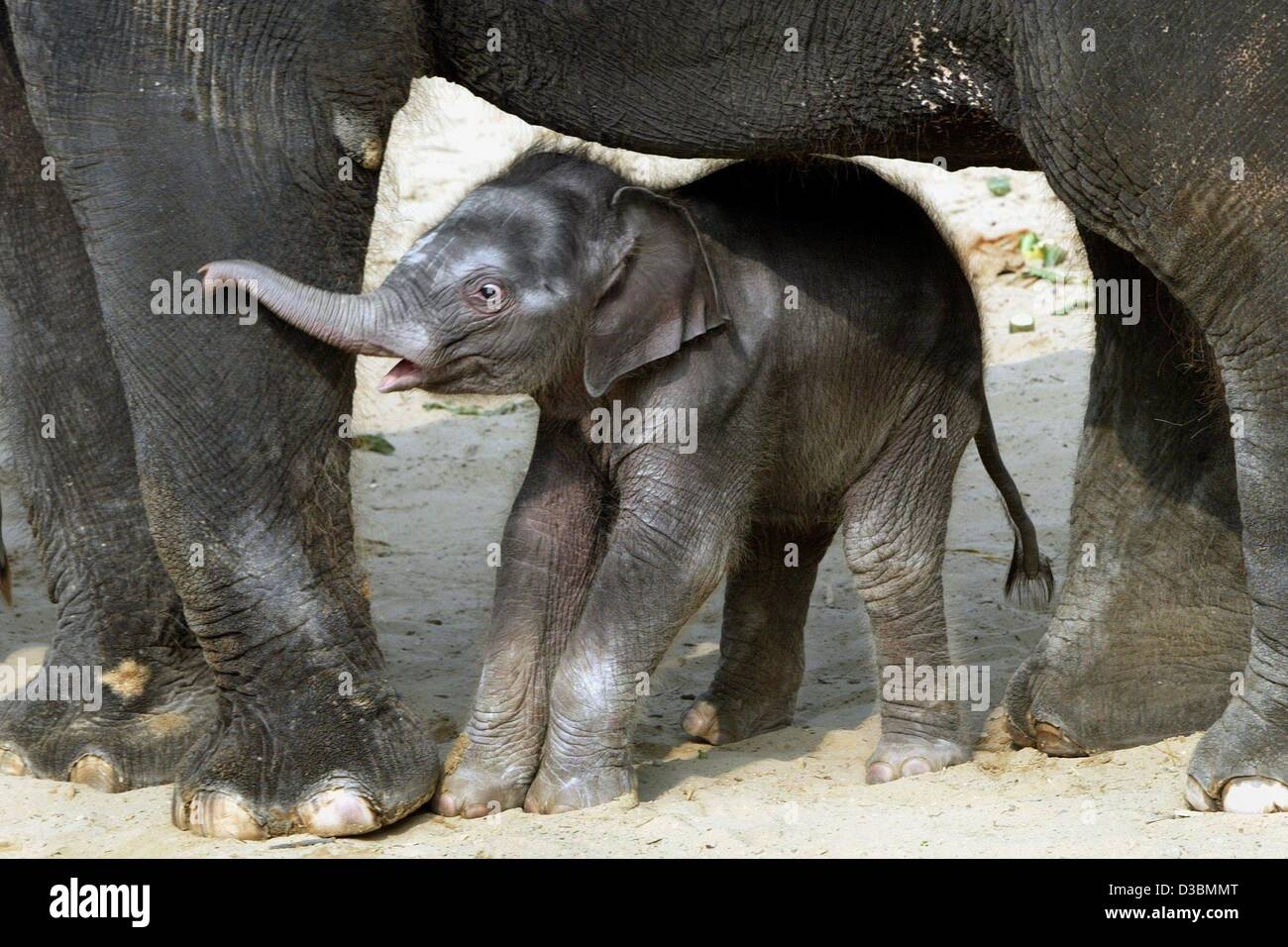 (dpa) - The elephant baby seeks shelter under its mother in the ...