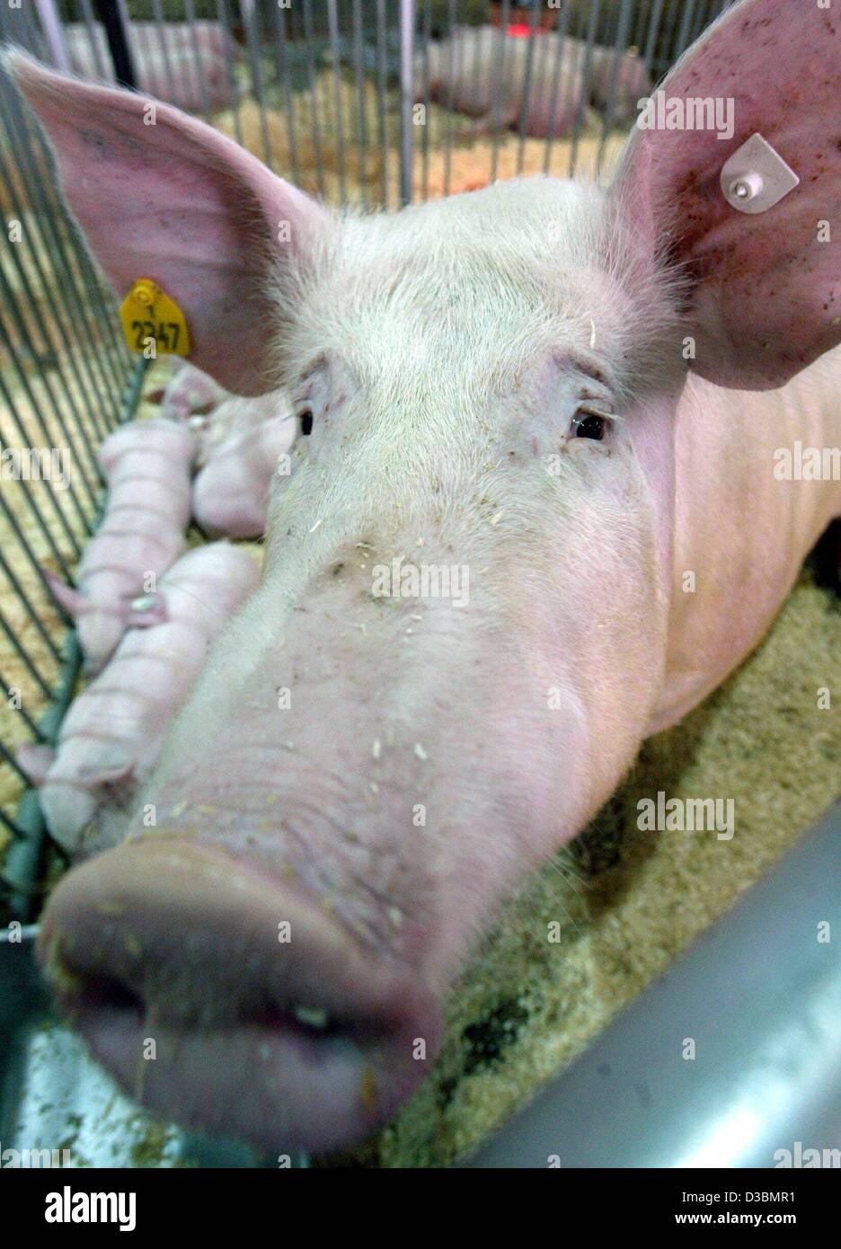 (dpa) - A sow looks out of a small animal cot during the agricultural ...
