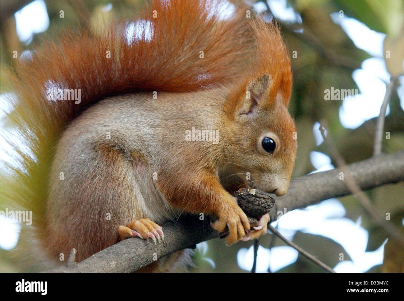 (dpa) - A squirrel tries to crack a nut in a park in Frankfurt, Germany ...