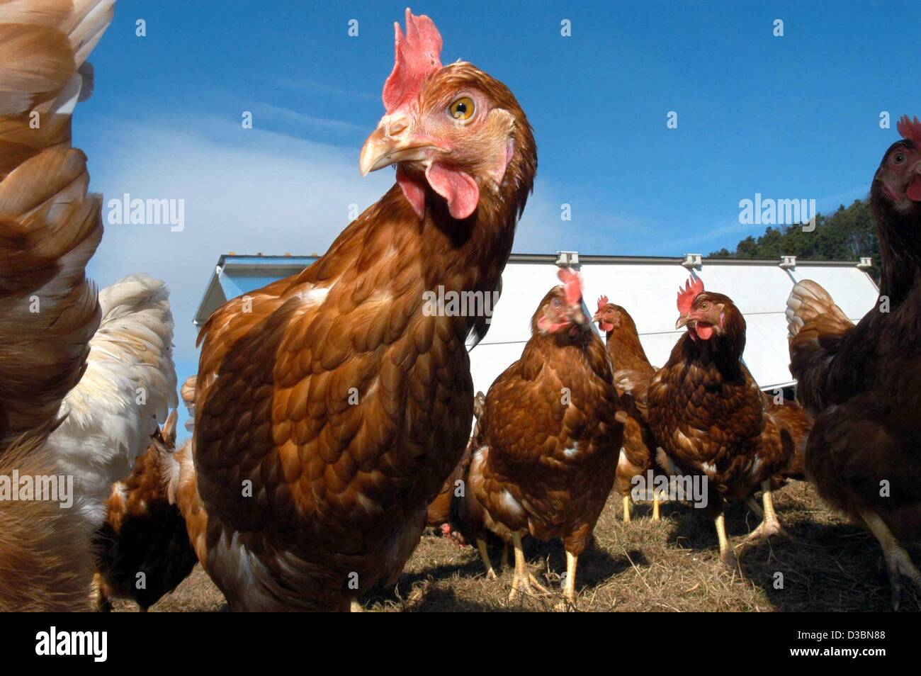 (dpa) - Freerange chicken run around a mobile chicken house on a farm ...