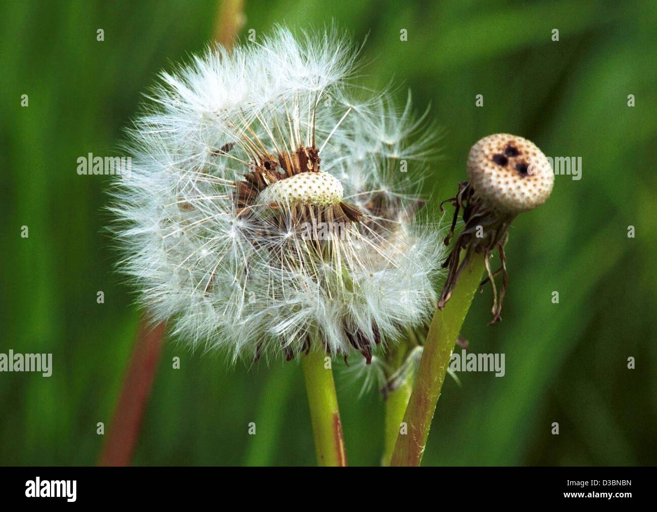 Dandelion like seeds hi-res stock photography and images - Alamy