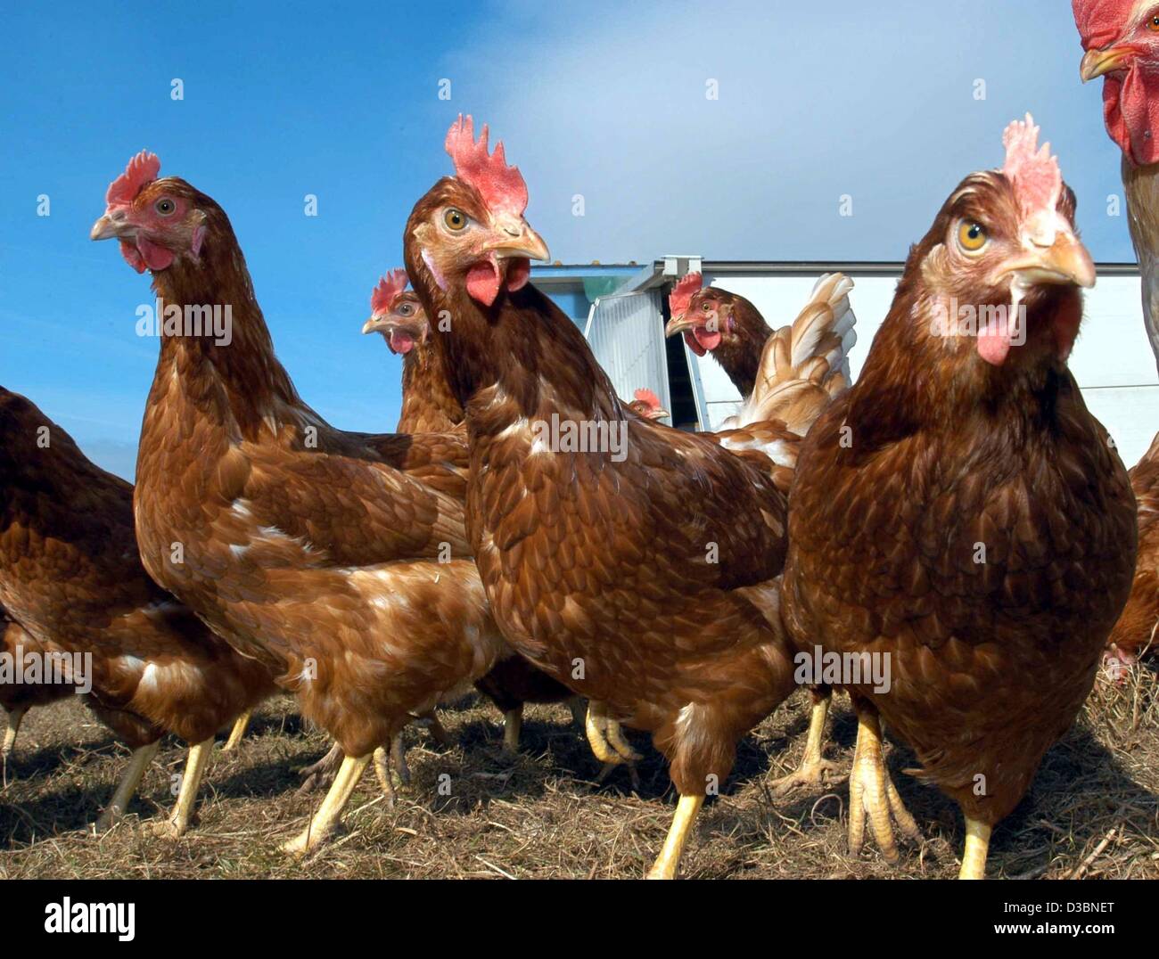 Freerange farm germany hi-res stock photography and images - Alamy