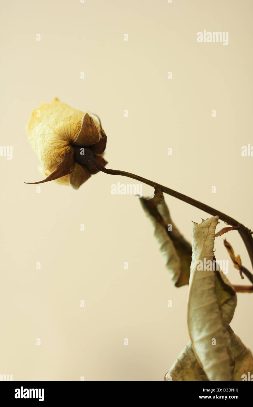 Lone dead rose hi-res stock photography and images - Alamy