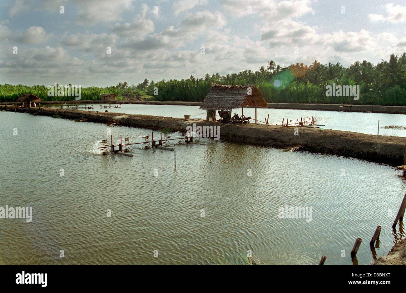 (dpa files) - A view of a prawn breed on the Indonesian island Java ...