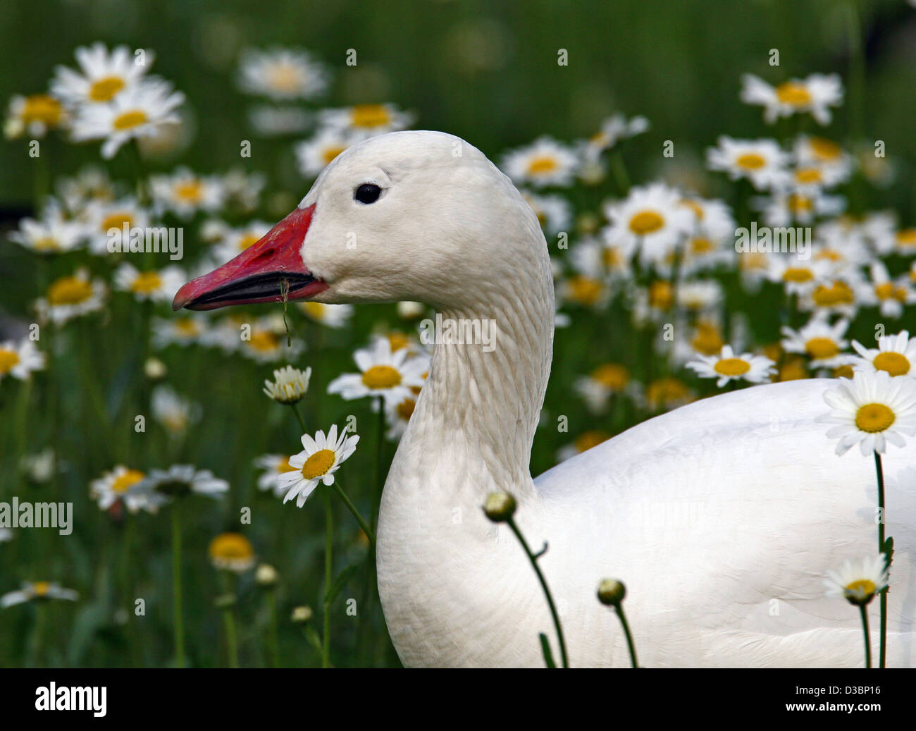 Anserini hi-res stock photography and images - Alamy