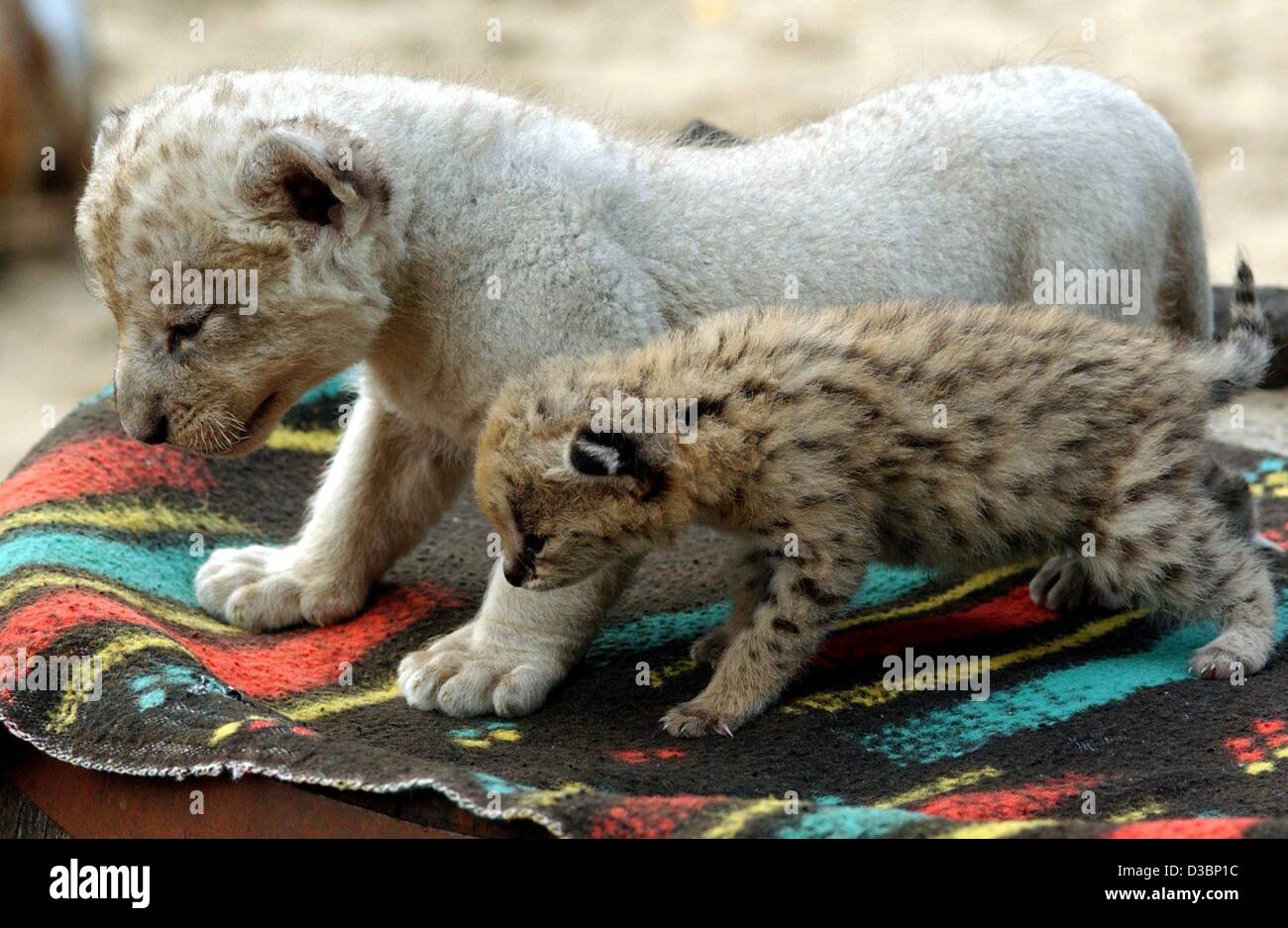 (dpa) - The two-week-old serval 'Mogli' (front) and the three-week-old ...