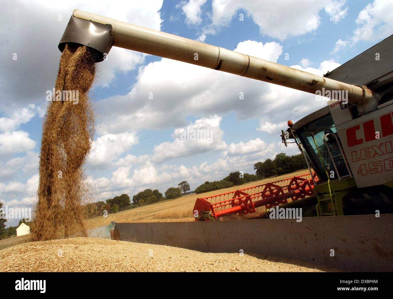 (dpa) - Rye is loaded onto a truck by a combine harvester on a field ...