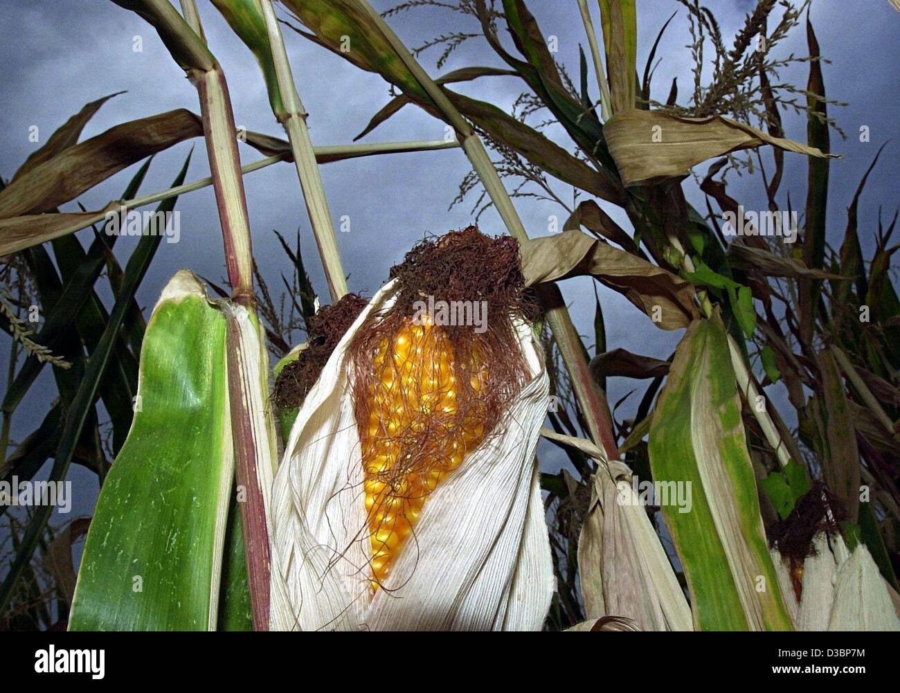 Dried out maize field hi-res stock photography and images - Alamy