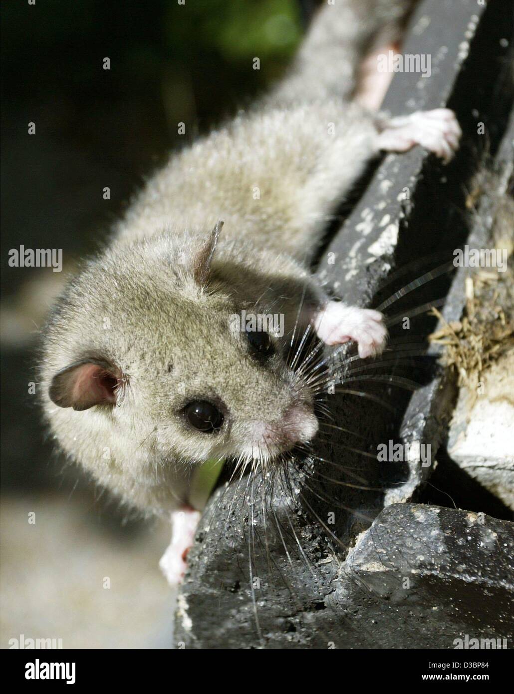 Human interest hum animals dormouse myoxus glis climbing next box ...