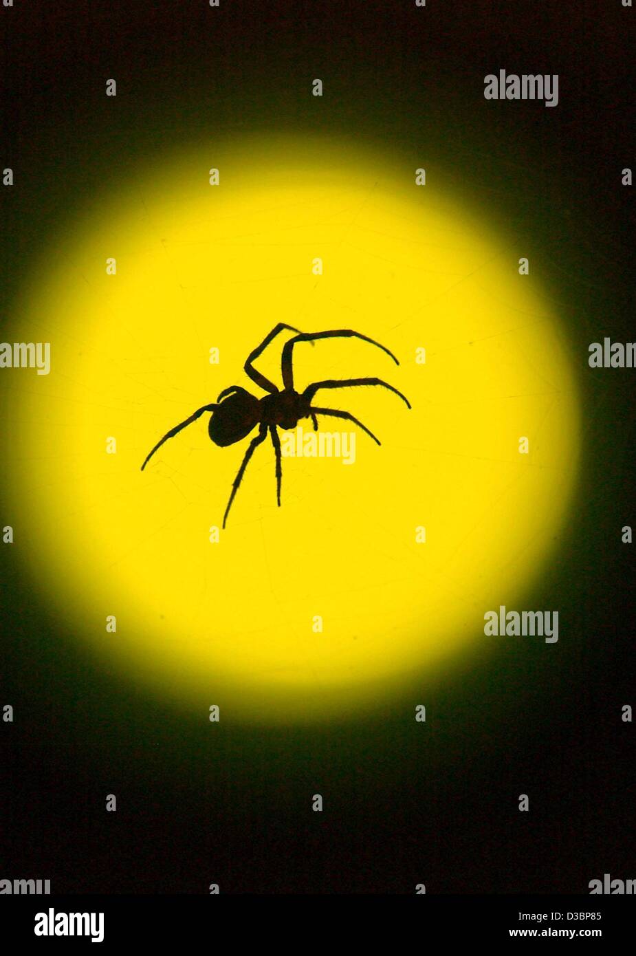 Spawned High Resolution Stock Photography and Images - Alamy