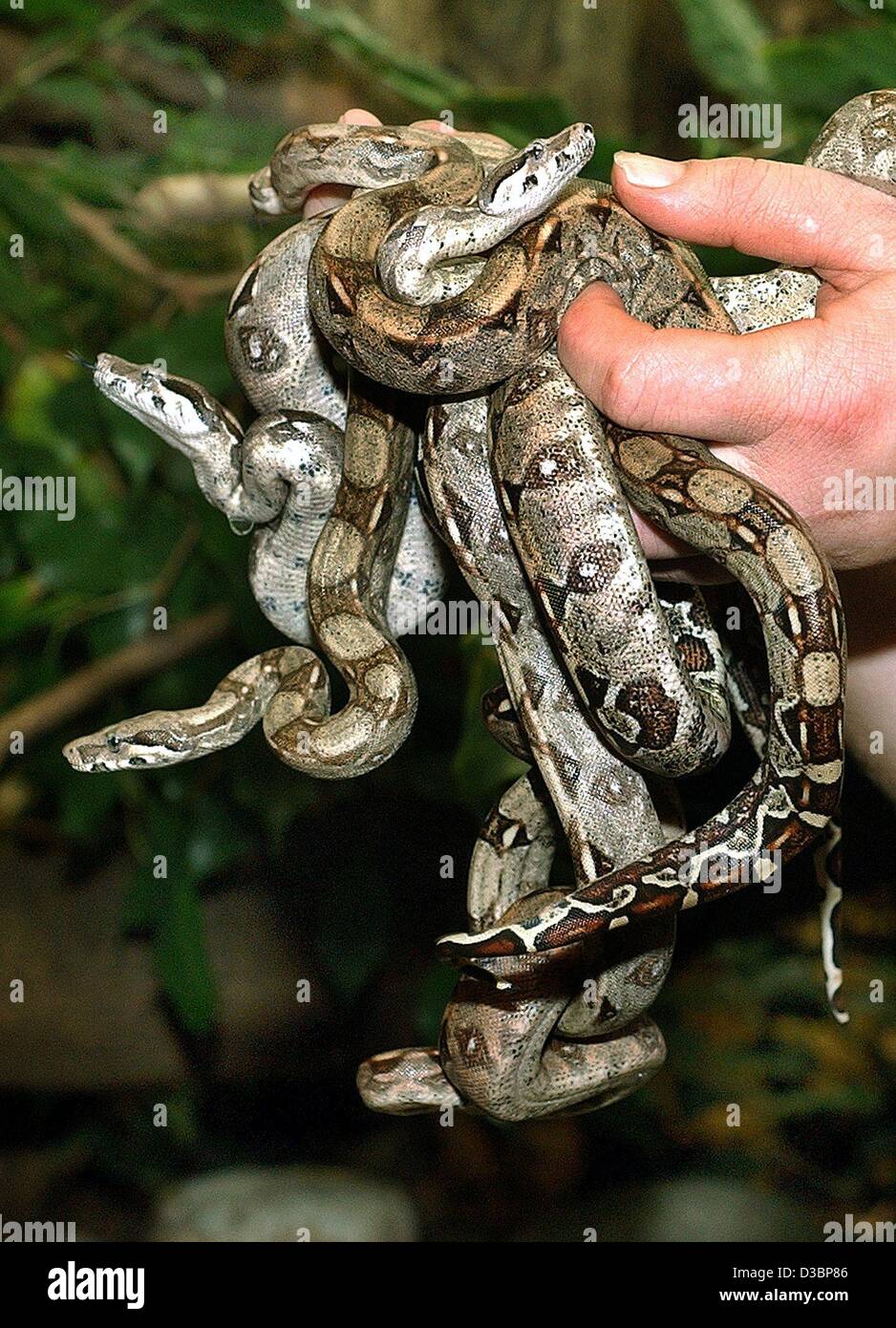 Human interest hum animals snakes hand boa boa constrictor holding ...