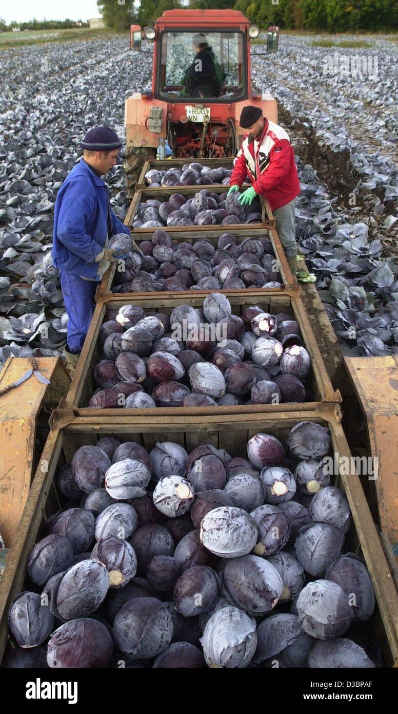 Polish farm hi-res stock photography and images - Alamy