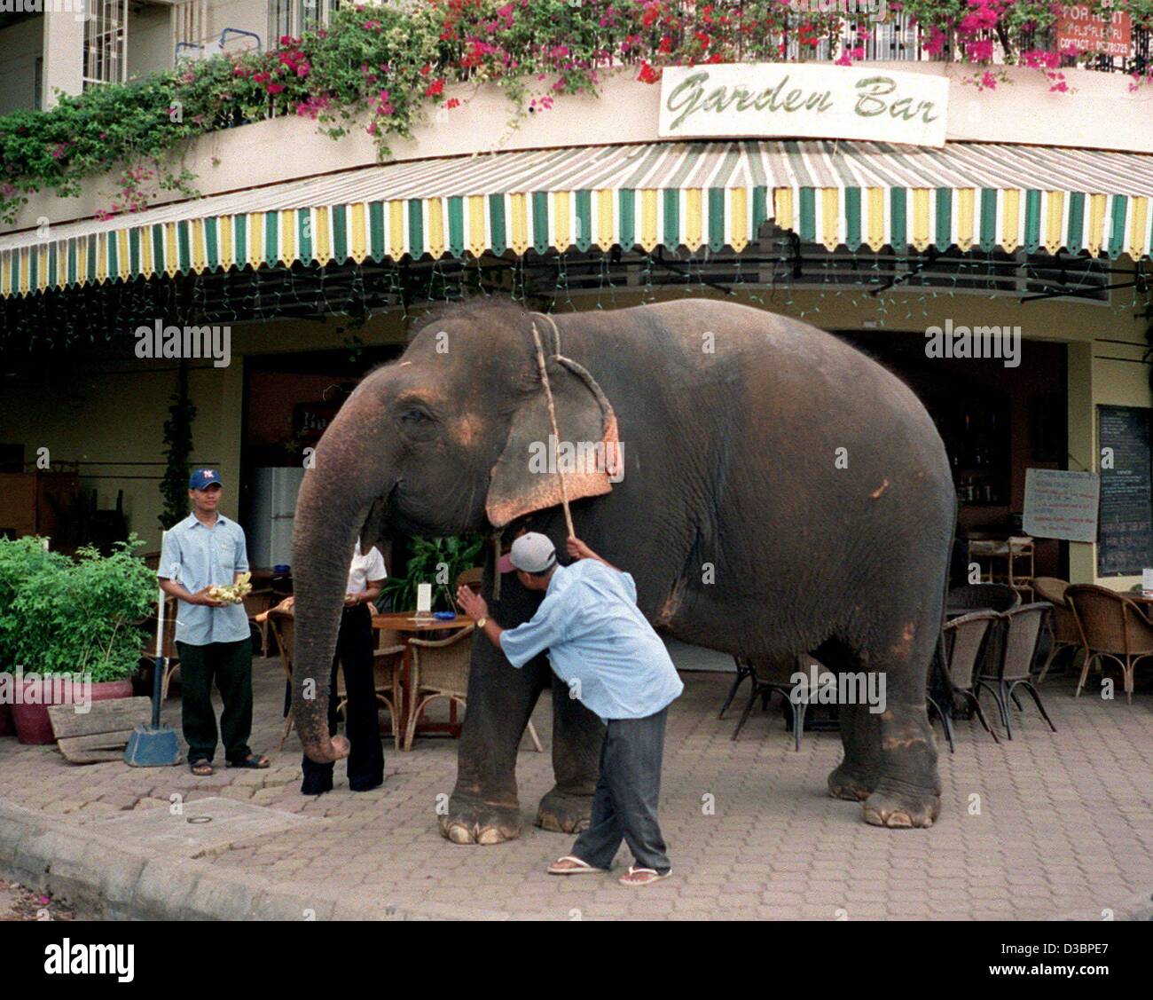 Human interest hum animals elephant garden bar geography cambodia hi ...