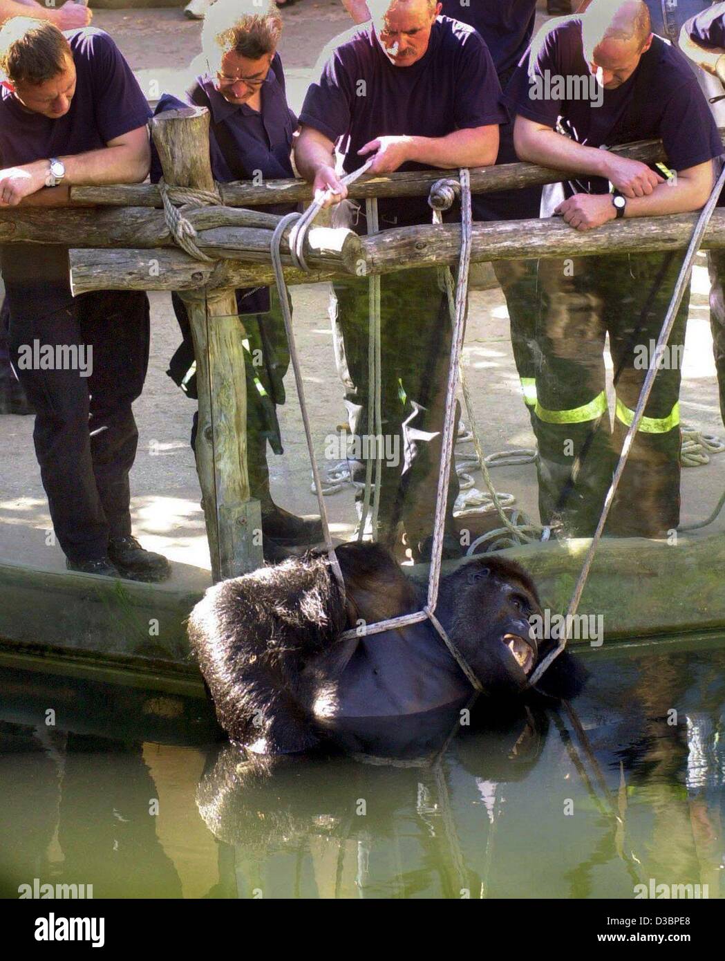 Dead gorilla hi-res stock photography and images - Alamy