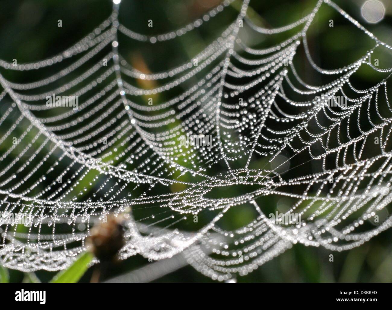 Tiny spider hanging web in hi-res stock photography and images - Alamy