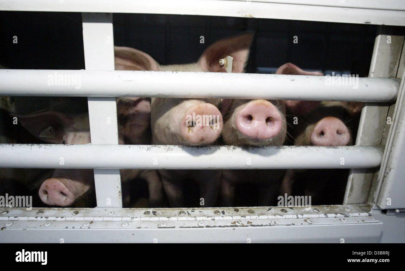 Economy business finance ebf animals pigs pork bars germany hi-res ...