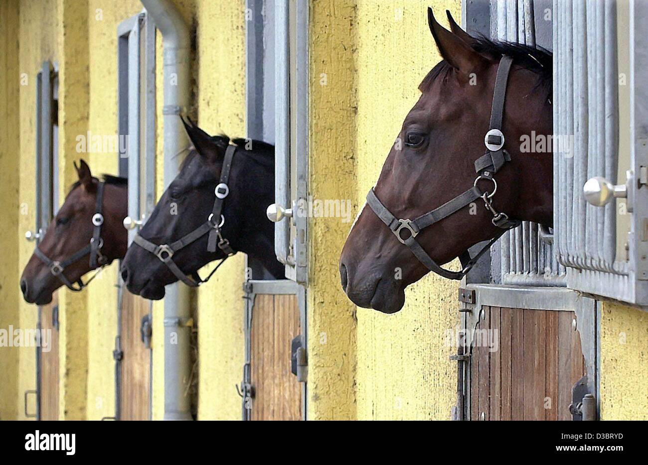 Human interest hum animals horses stud stallion stable germany hi-res ...