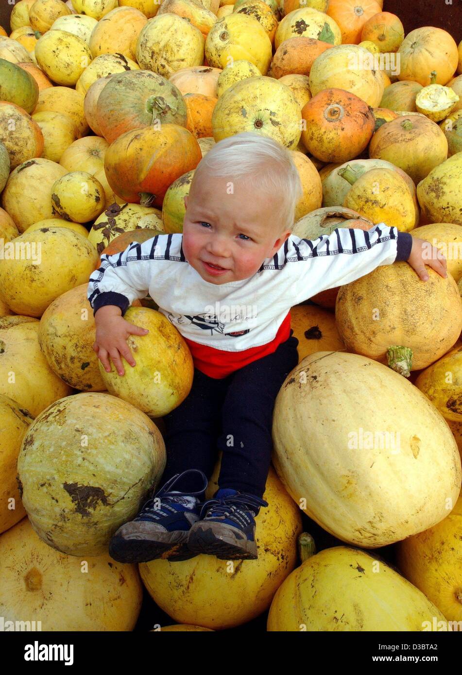 Human Interest Hum Agriculture Pumpkin Child Boy Smiling Germany High Resolution Stock human-interest-hum-agriculture-pumpkin-child-boy-smiling-germany-high-resolution-stock