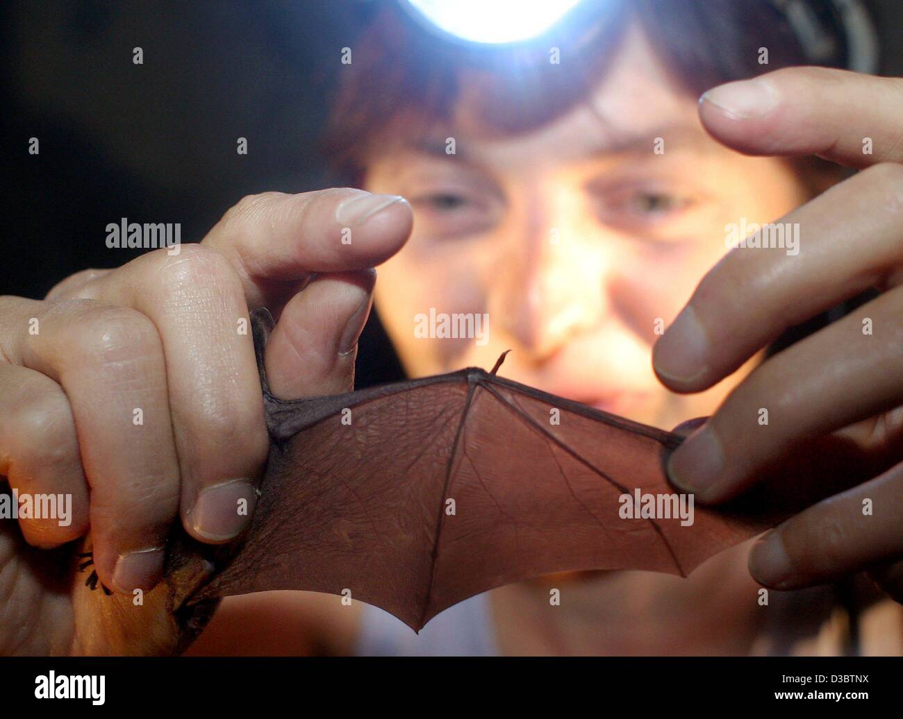 Human interest hum animals bat fledermaus wing germany hi-res stock ...