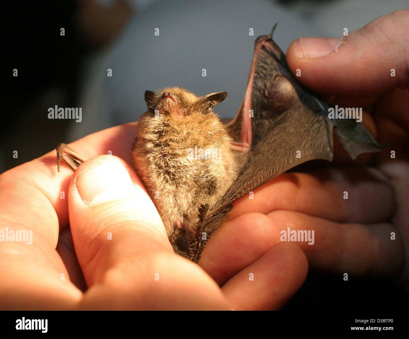 Human interest hum animals bat fledermaus wing germany hi-res stock ...