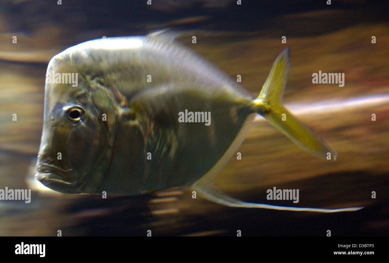 (dpa) - A lookdown fish swims in its aquarium in the zoo in Berlin, 7 ...